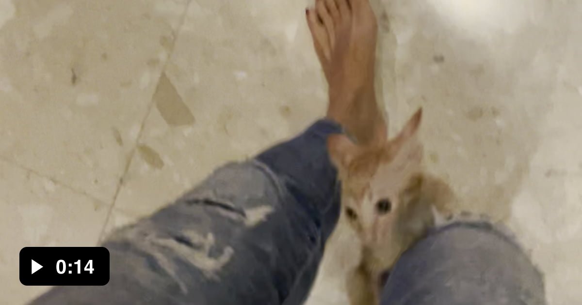 Help! There’s a cat growing on my leg - 9GAG