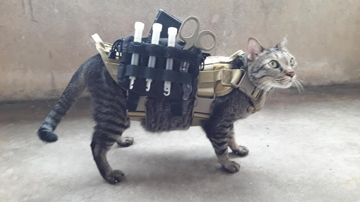 In this crazy world we live in everyone should have a tactical cat. - 9GAG