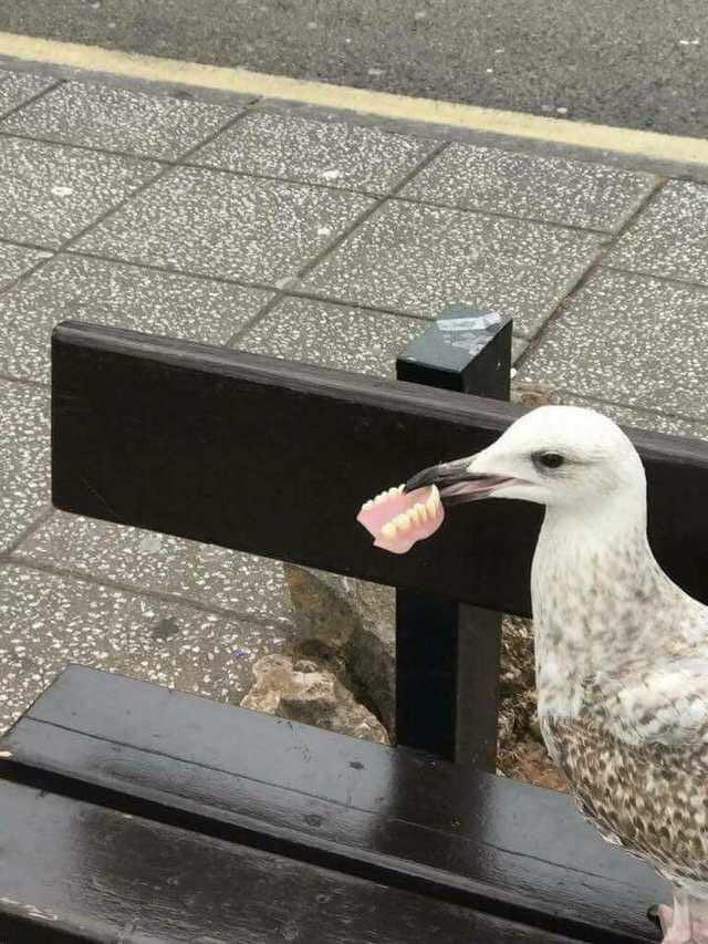 Anyone looking for their teeth? - 9GAG