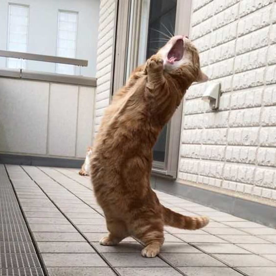 Opera Singer Cat - 9GAG
