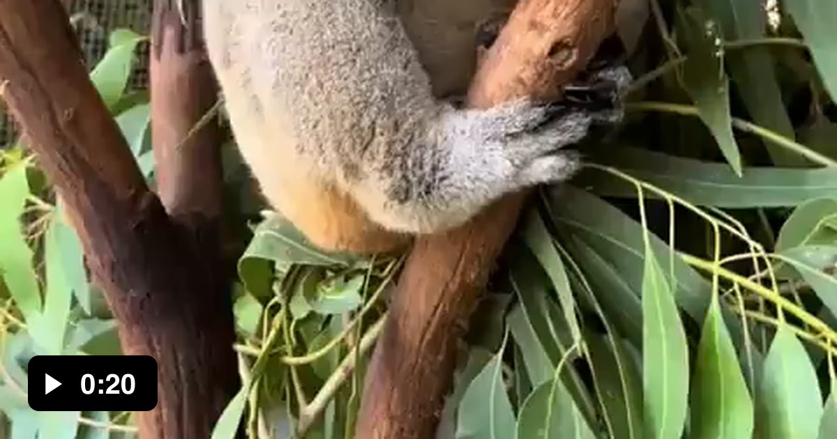 The noise a Koala makes - 9GAG