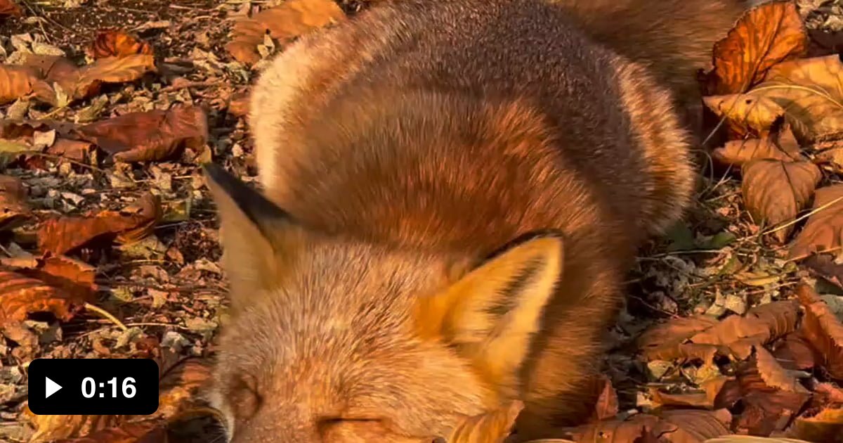 What does the fox say? Not much. It's nap time. - 9GAG