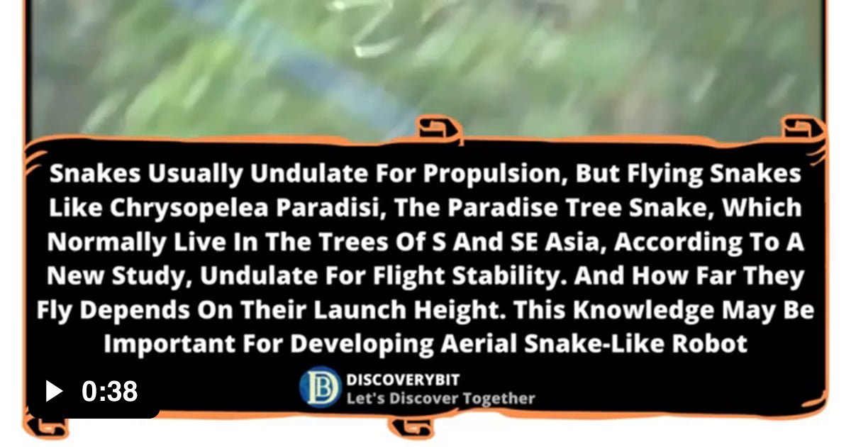 Flight Stability Secret: Aerial Snake Insight - 9GAG