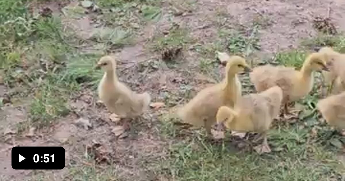 Geese be like wololoo - 9GAG