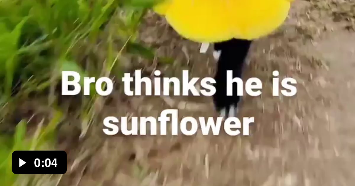 Sunkitty ☀️ - 9GAG