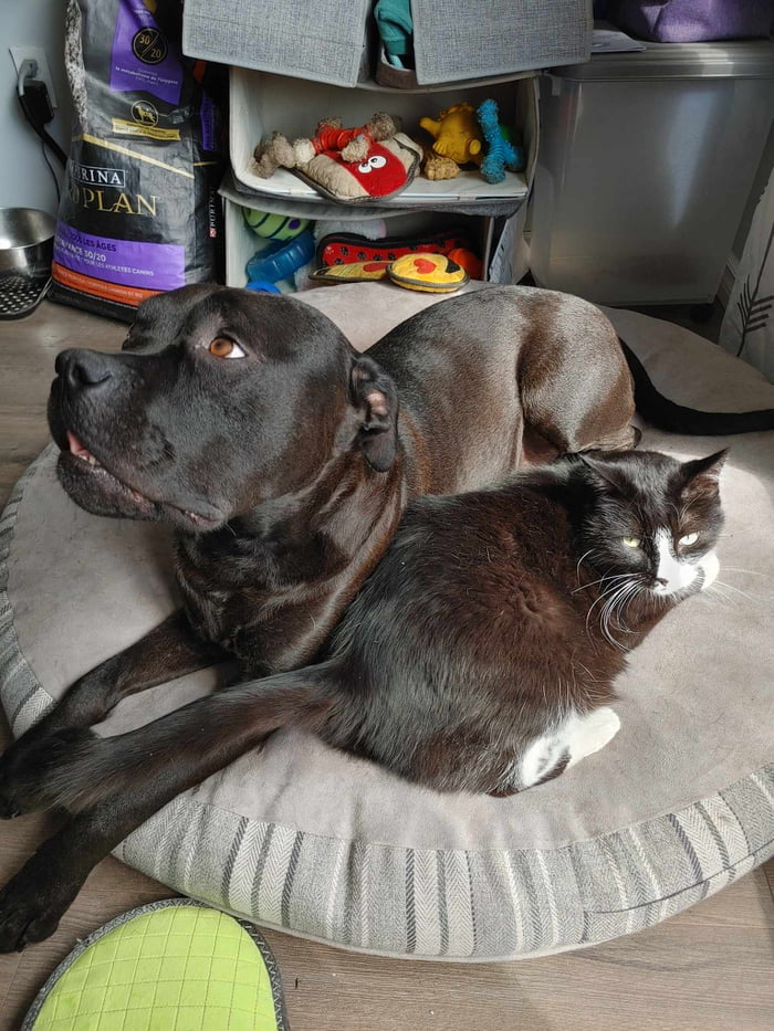 When the dog bed becomes a communal cuddle spot - 9GAG