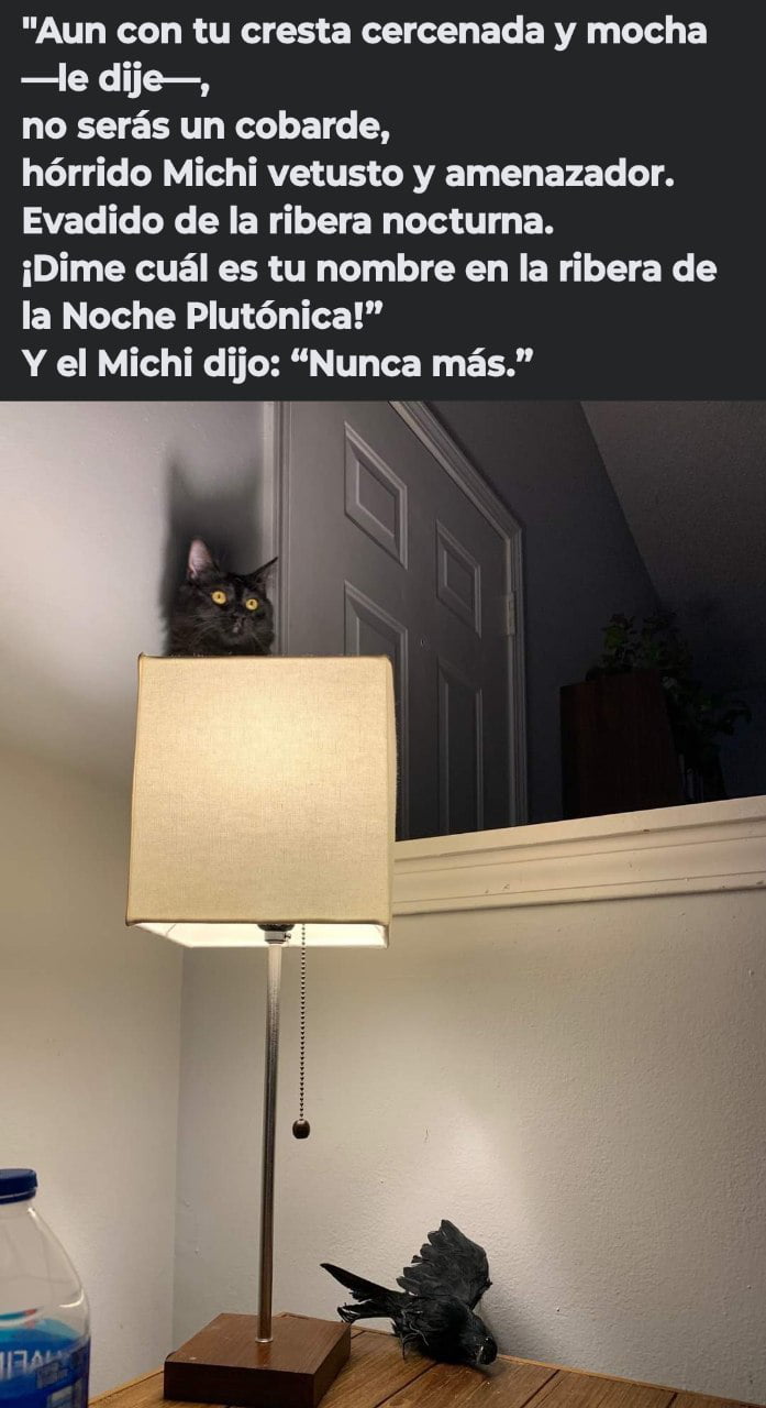 Zoquete - 9GAG