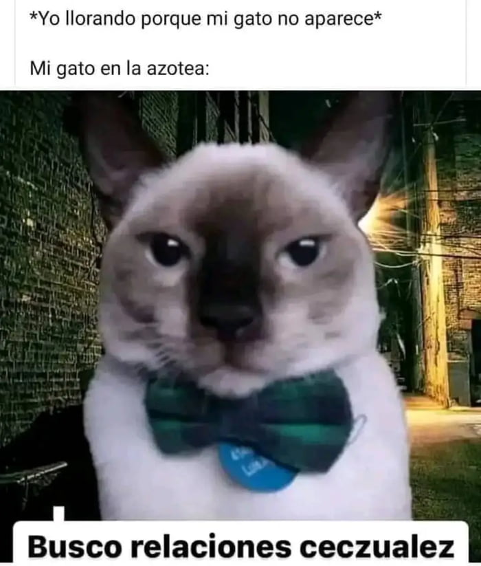 Nche gato caliente - 9GAG