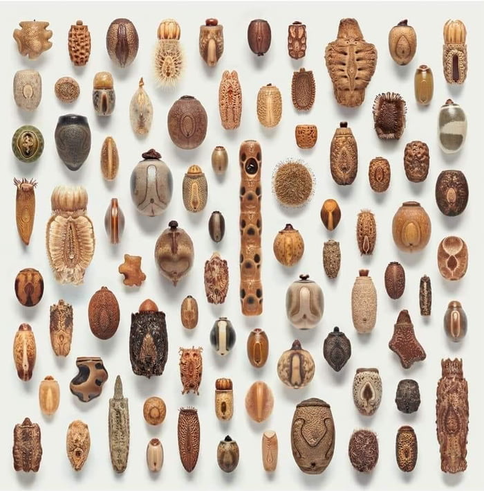 Insect eggs - 9GAG