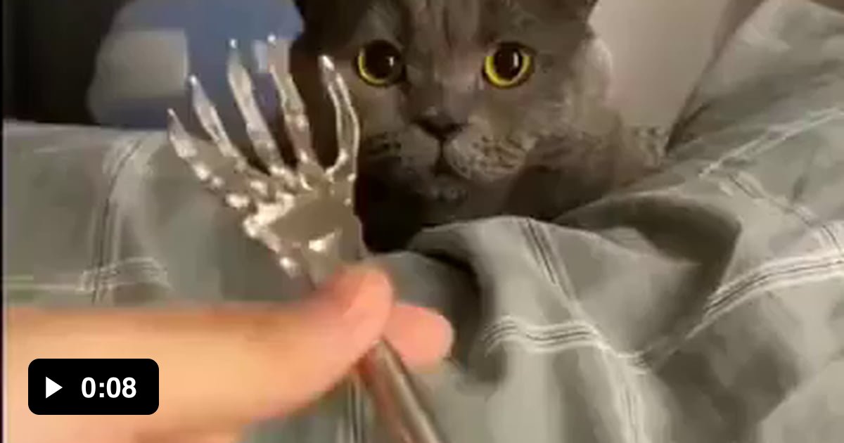 Сat relax :) - 9GAG