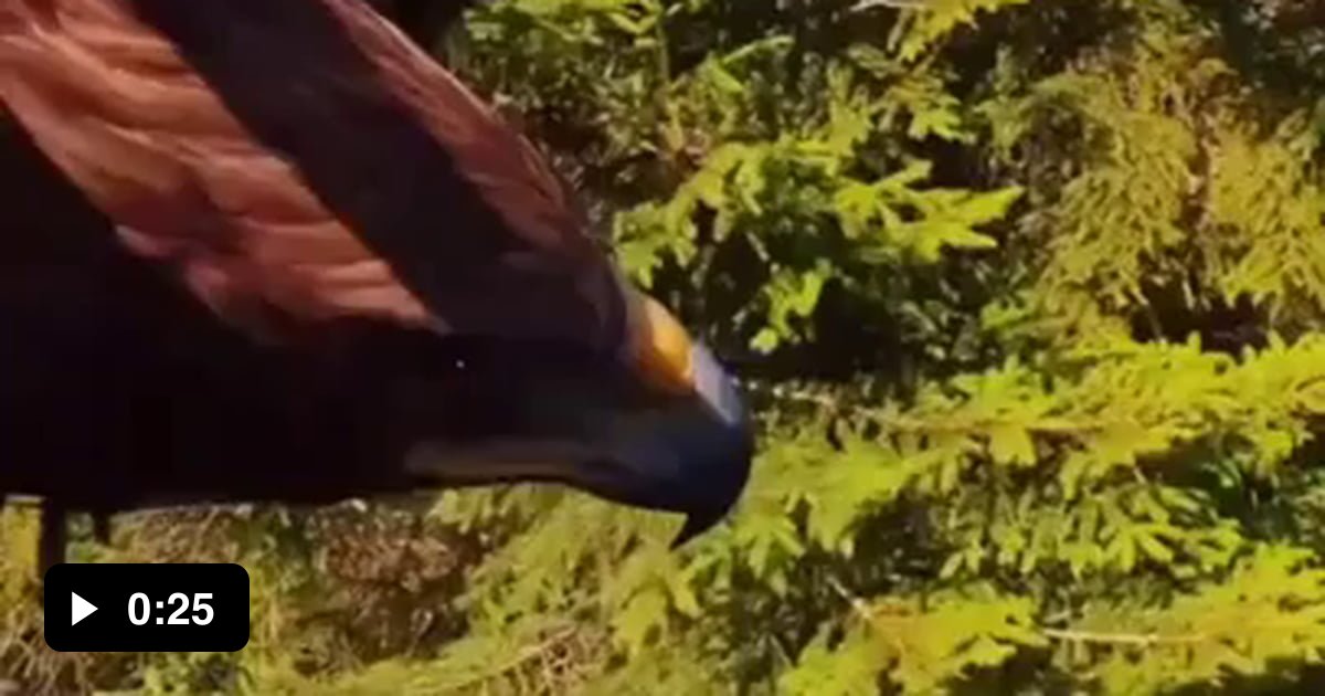 Camera mounted on an Eagle - 9GAG