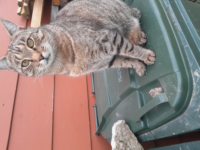 Cat 9gag