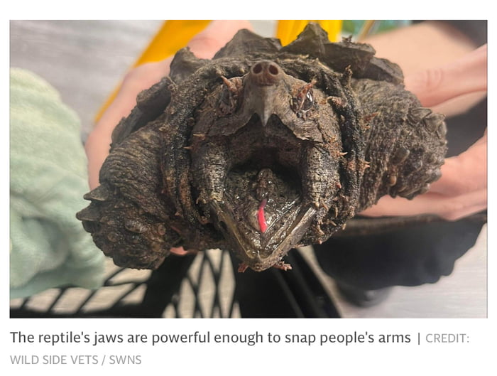 The Alligator Snapping Turtle can bite through human bone! - 9GAG