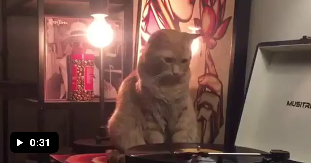 DJ Meow Makin’ Some Noise - 9GAG