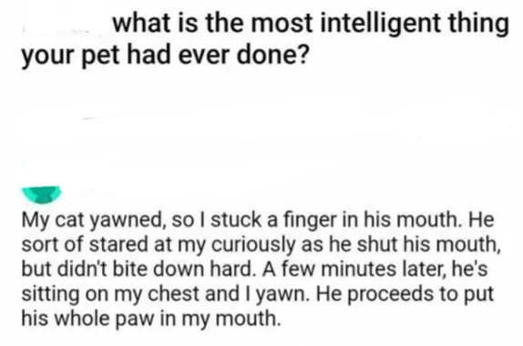 Mildly amusing revenge of the feline - 9GAG