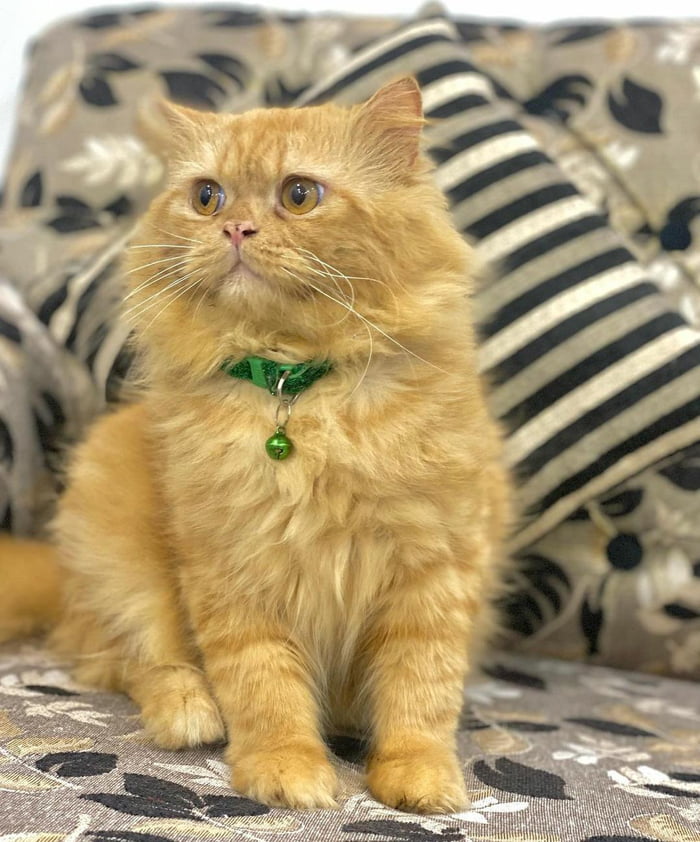 What's Coco Thinking? Wrong answers only LOL - 9GAG