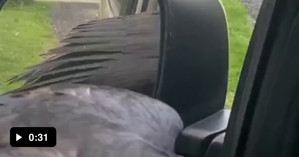 A very excited crow (Pepe) visiting his favourite person. From a ...