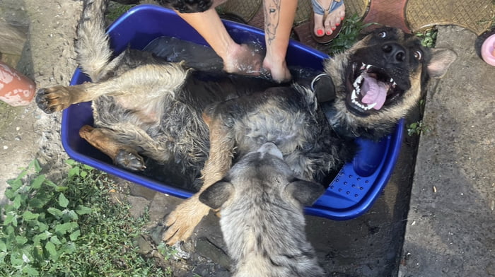 Bath time for Hugo - 9GAG