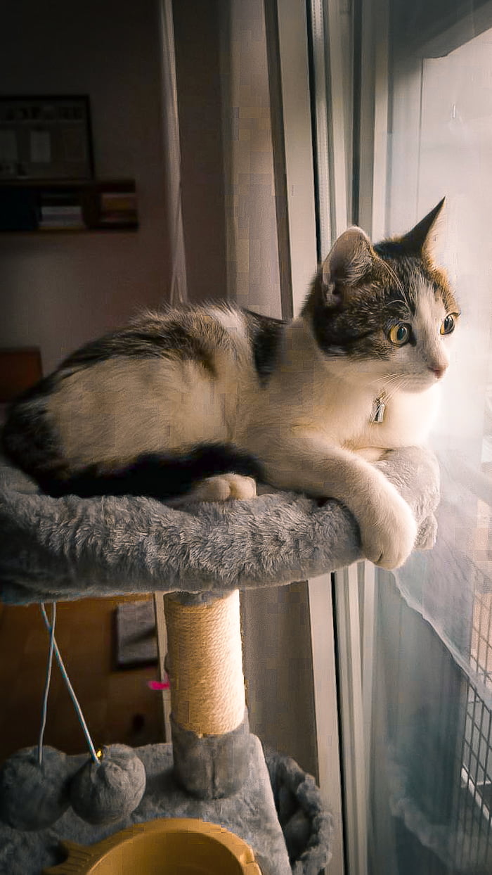 Almost 2 months ago, my gf and I were adopted by this stray cat. He ...