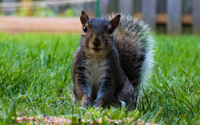 Lil guy showed up to help with spilled bird seed. - 9GAG