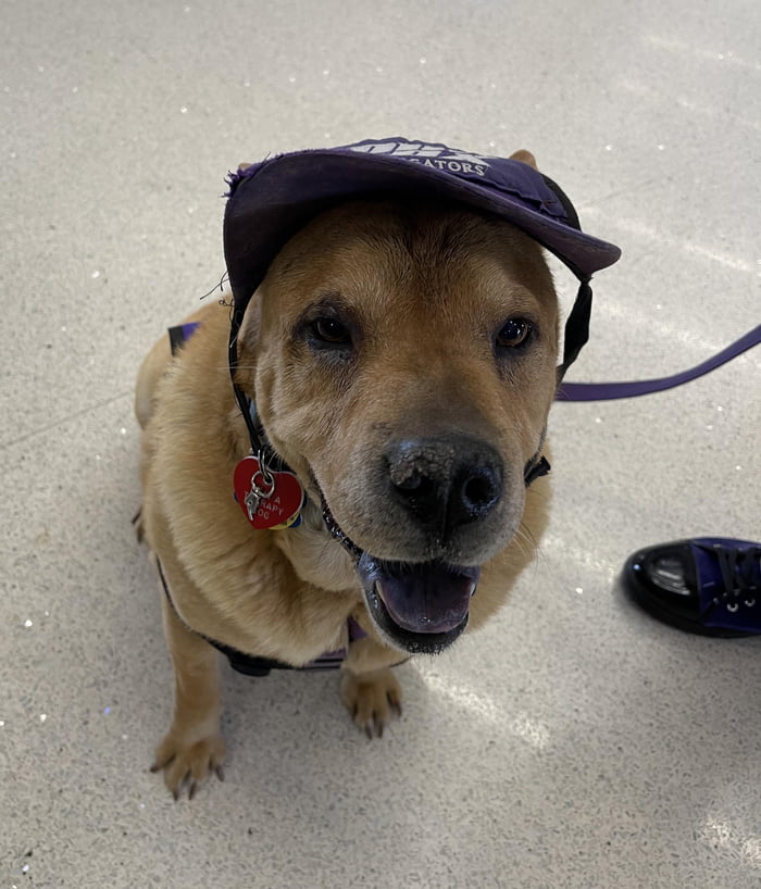 The Phoenix Airport has ‘Navigator Buddy’ Dogs to Help People Find ...