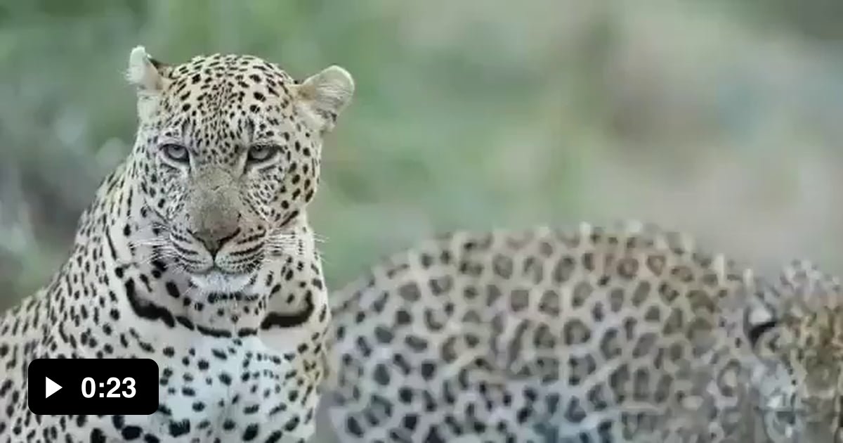 Female leopard performs mating ritual - 9GAG