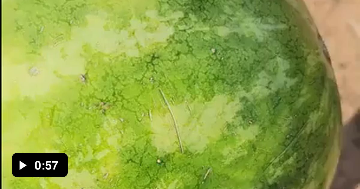 Bear enjoys some fresh watermelon. - 9GAG