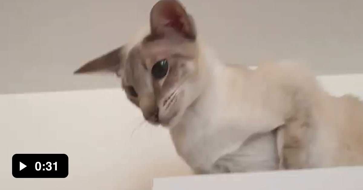 My cat is questioning gravity - 9GAG