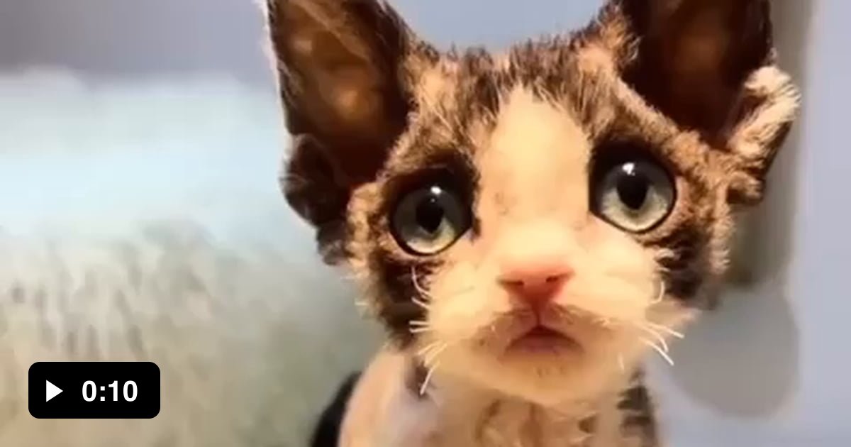 What the fluffy - 9GAG