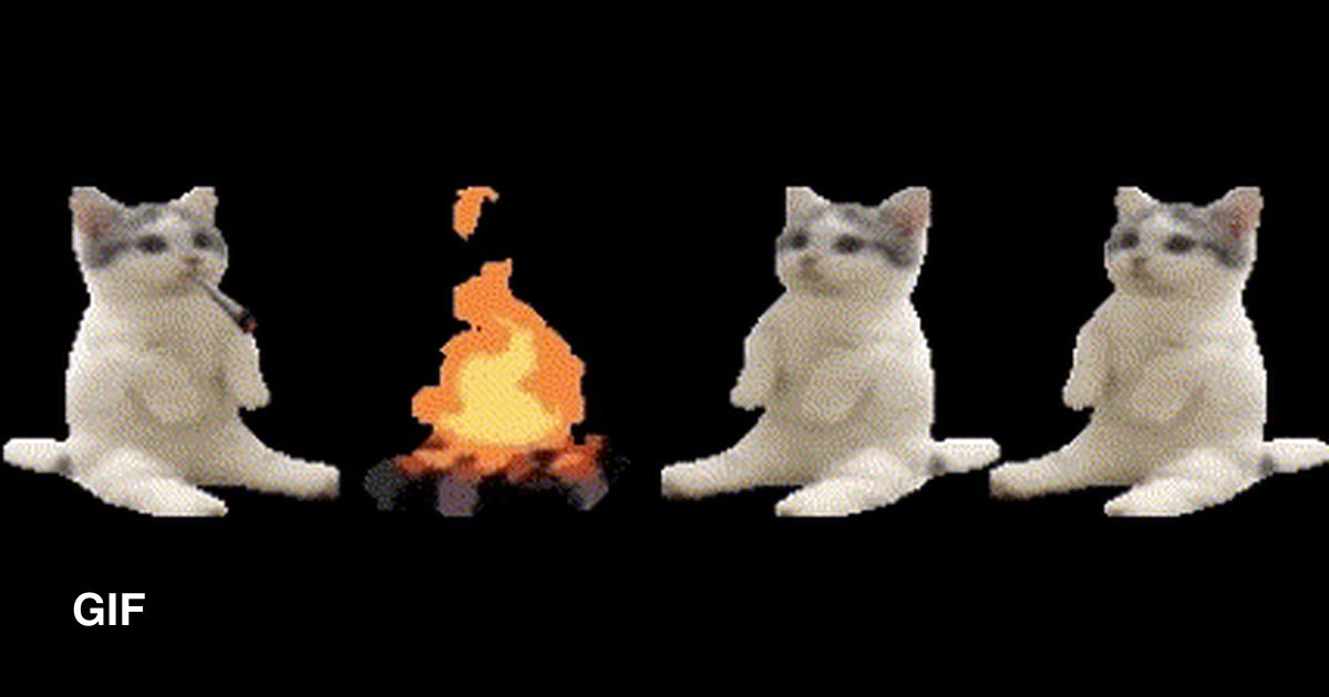 Just some cats relaxing around the campfire - 9GAG