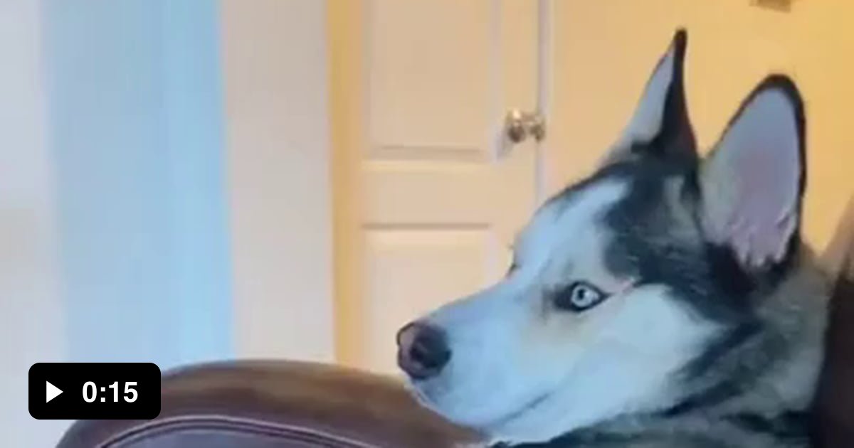 Husky and owner - 9GAG