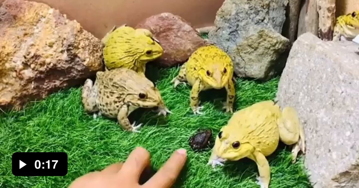 Big frogs protect small frog from human - 9GAG