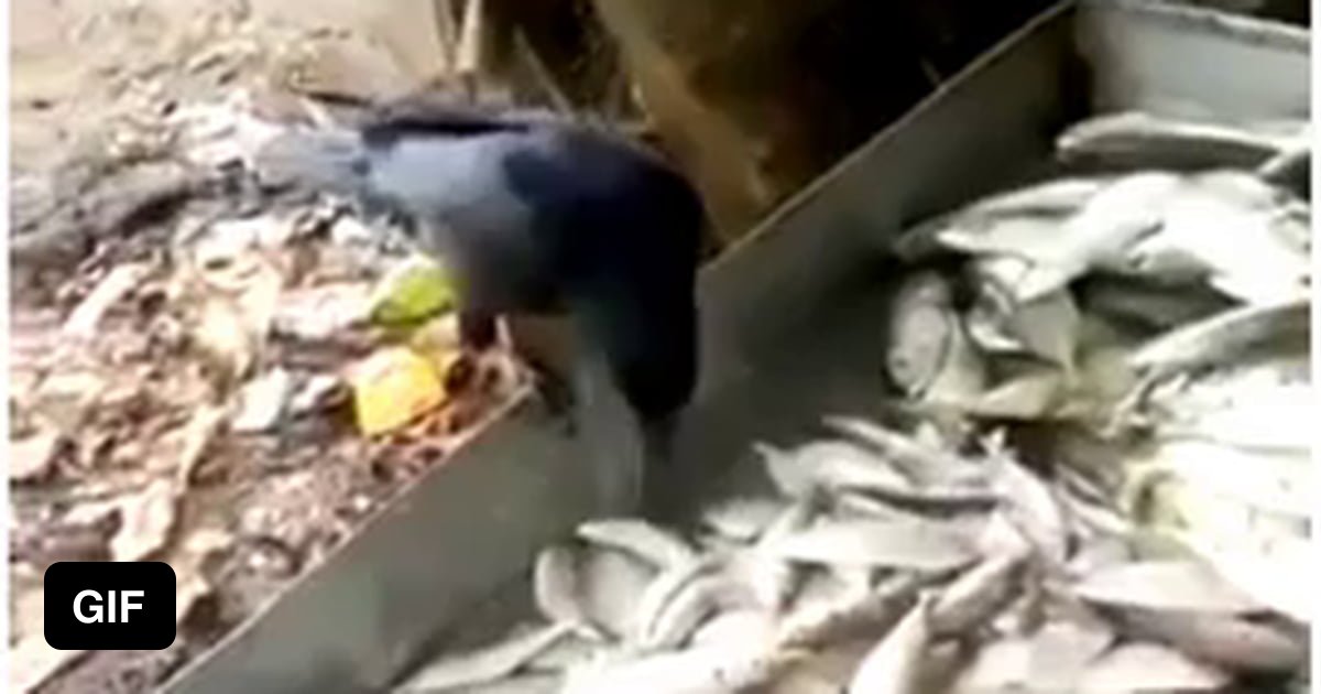 Super intelligent crow bargaining with a fish-seller for a bigger fish ...