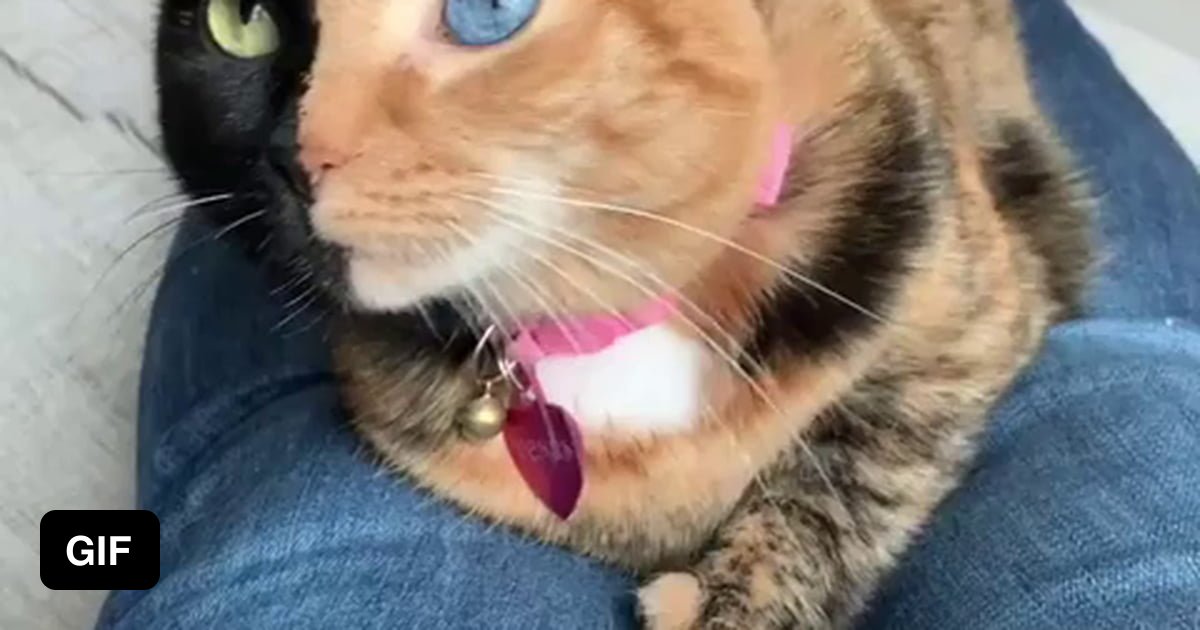 Beautiful two faced cat - 9GAG
