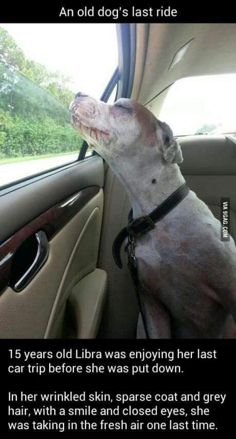 Who's the Good boii? - 9GAG