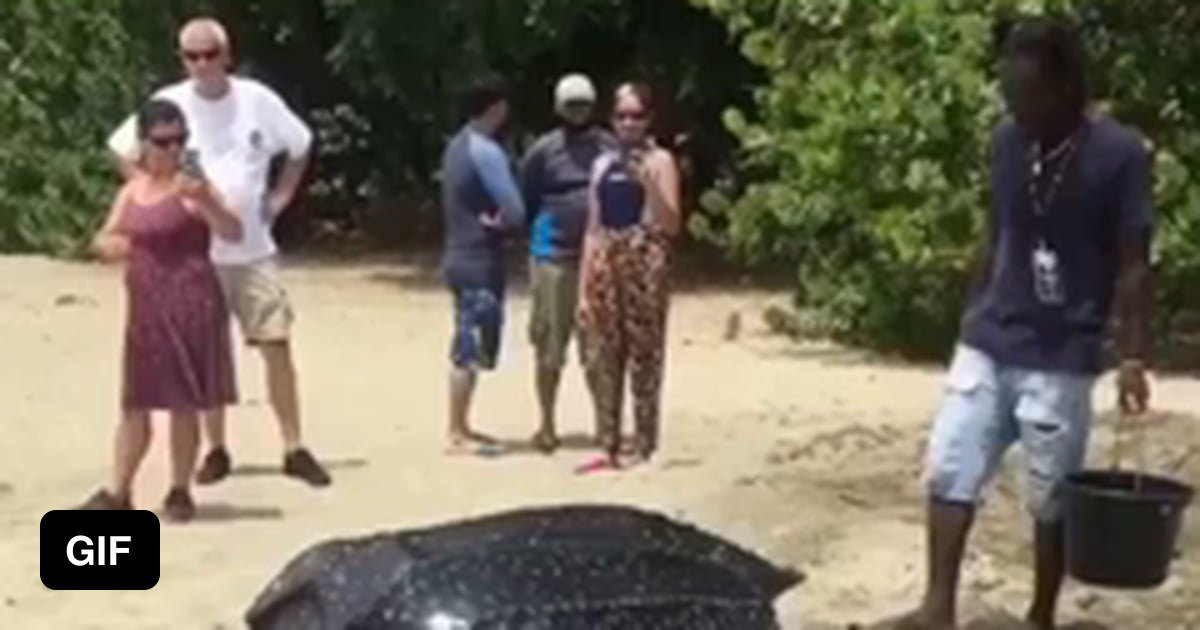 Giant sea turtle - 9GAG