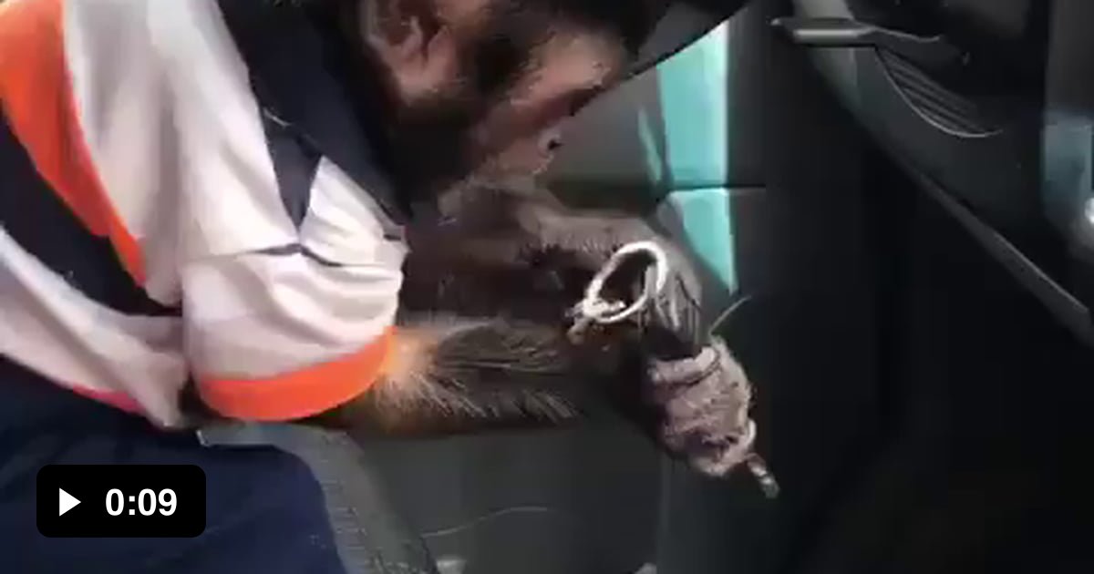 Monkey can find and use the right key to start a car - 9GAG