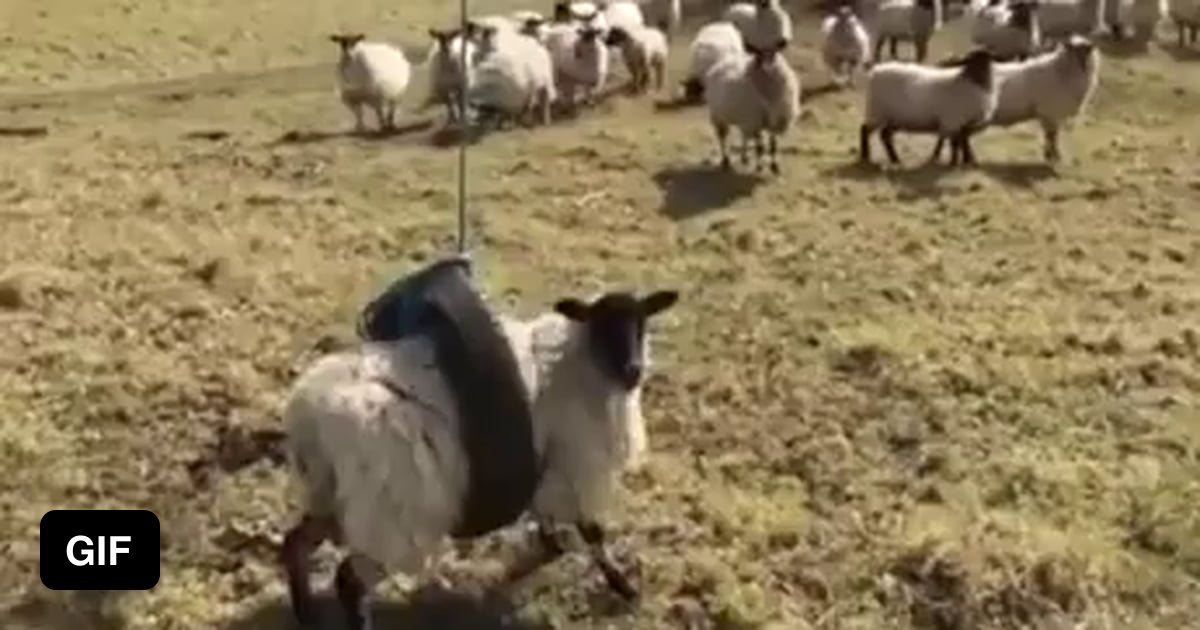 Wanna be sheep? - 9GAG