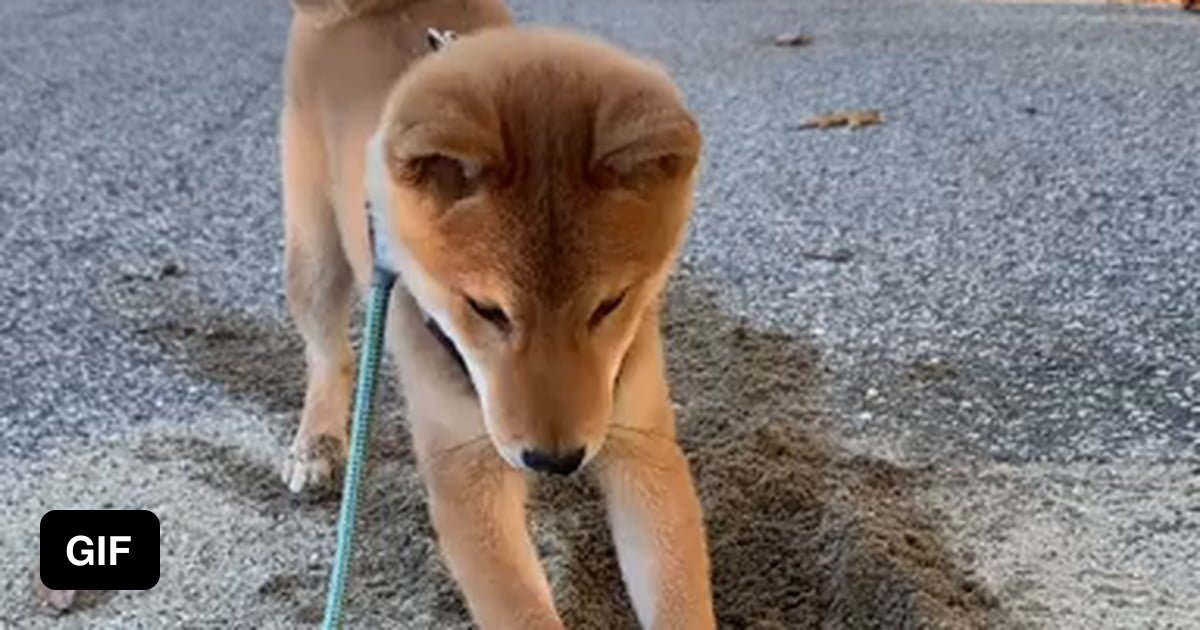 The real life digging-est dog 🐕 - 9GAG