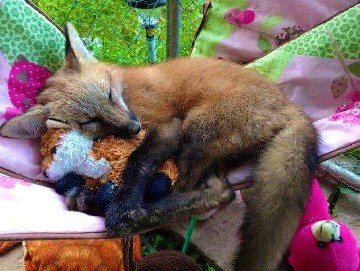 Fox cuddling a fox plushie - 9GAG