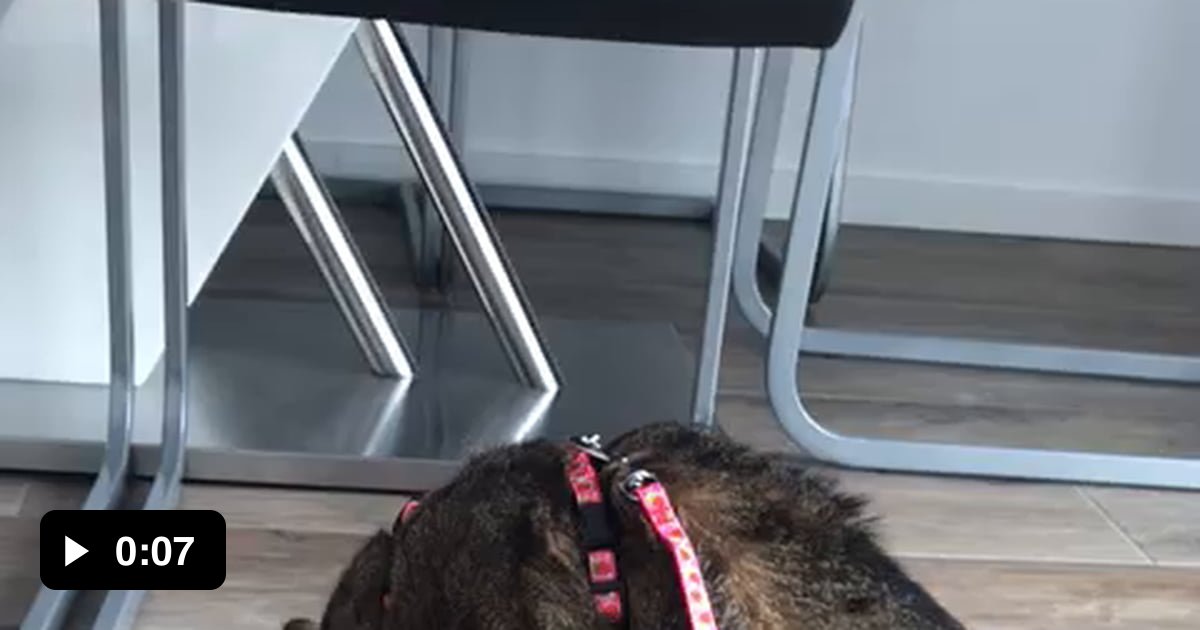 We moved to our new house and we wanted to take out our cat for the ...