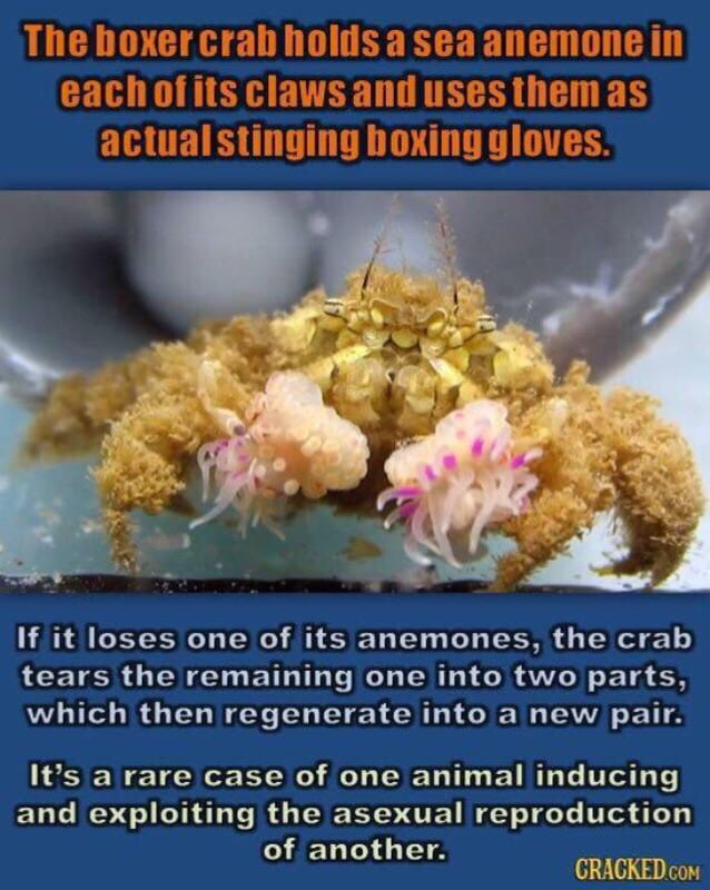 Boxer crab - 9GAG