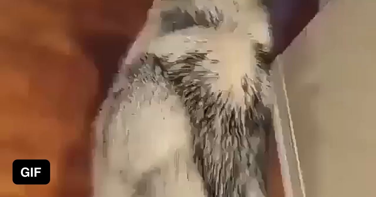 Smooth sploot - 9GAG