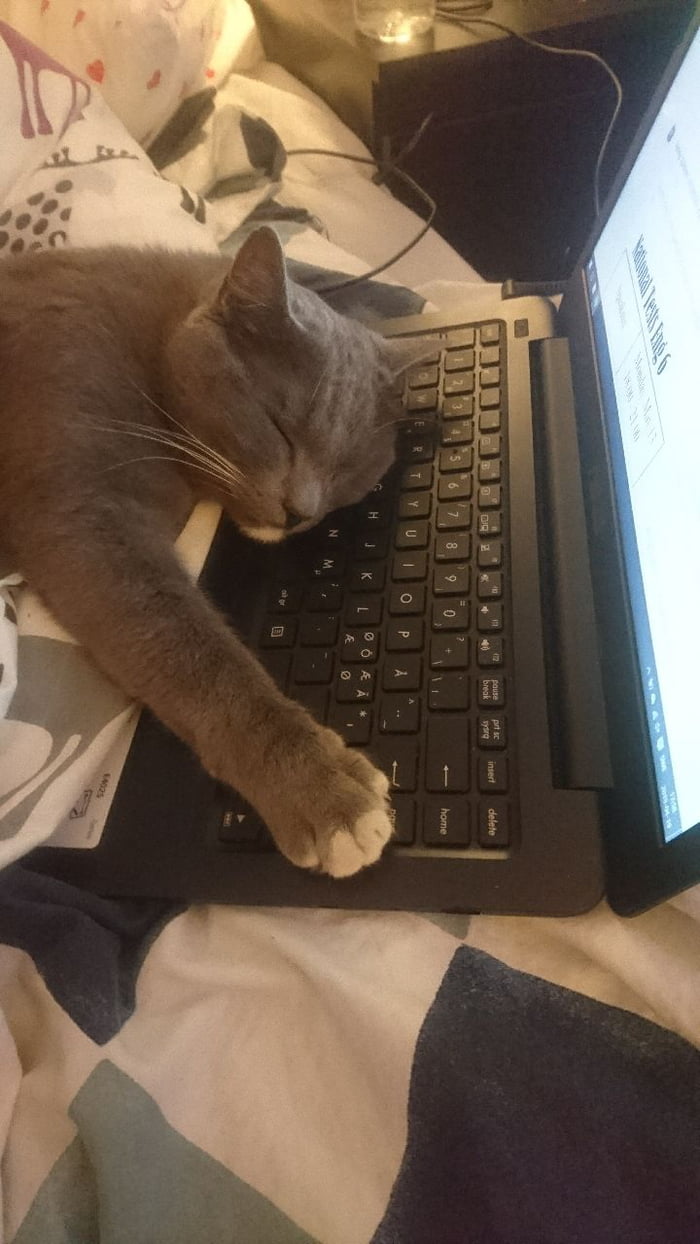 So tired...must...finish...cat meme.......... - 9GAG