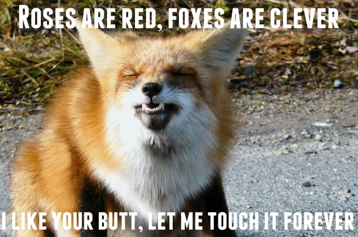 I don't give a fox.. - 9GAG