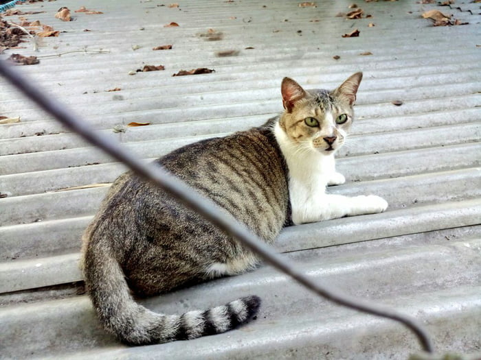 Fat castrated pussy on our roof - 9GAG