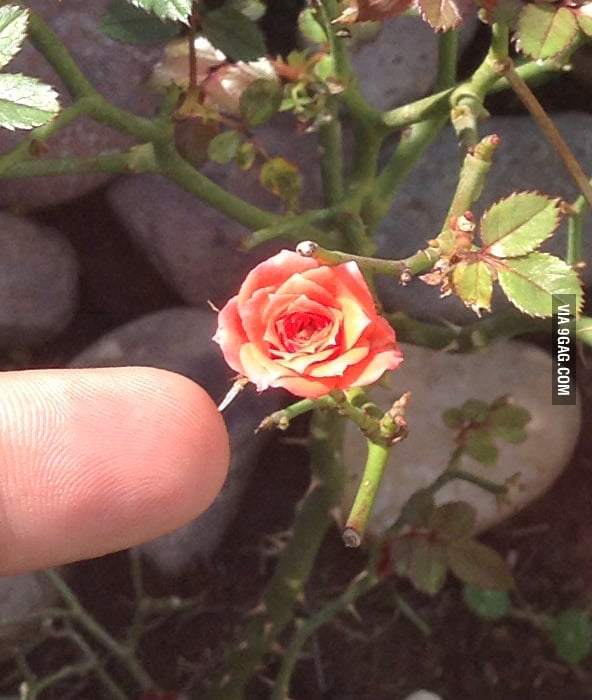 The smallest blooming rose in the world - 9GAG