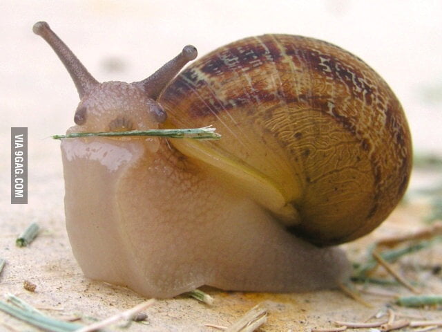 Snails can be "aww", too. - 9GAG