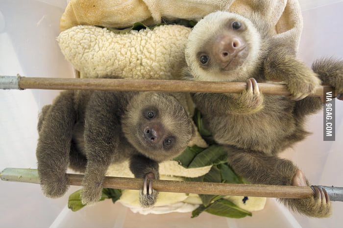 Just a couple of baby sloths. - 9GAG
