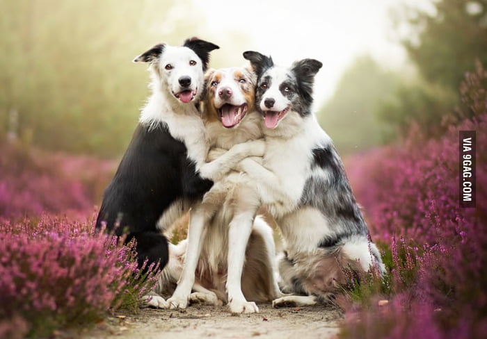 Three really happy dogs. - 9GAG